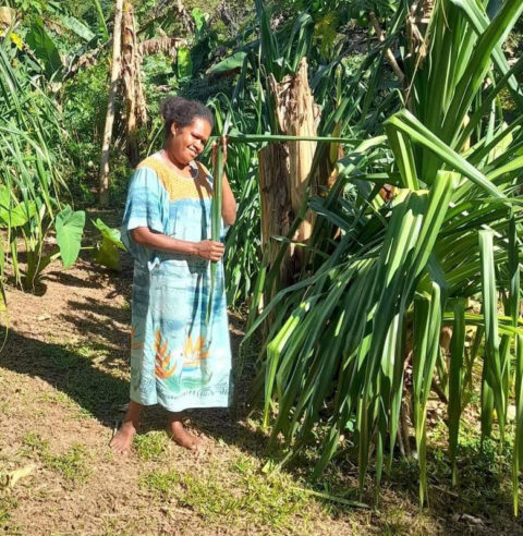 Pandan trees plantation - Aidocean